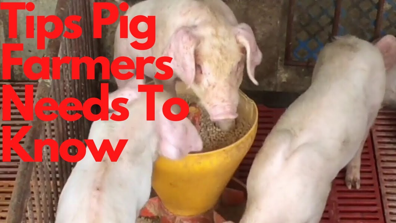 The most Essential things needs to Know when operating a Pig Farm ...