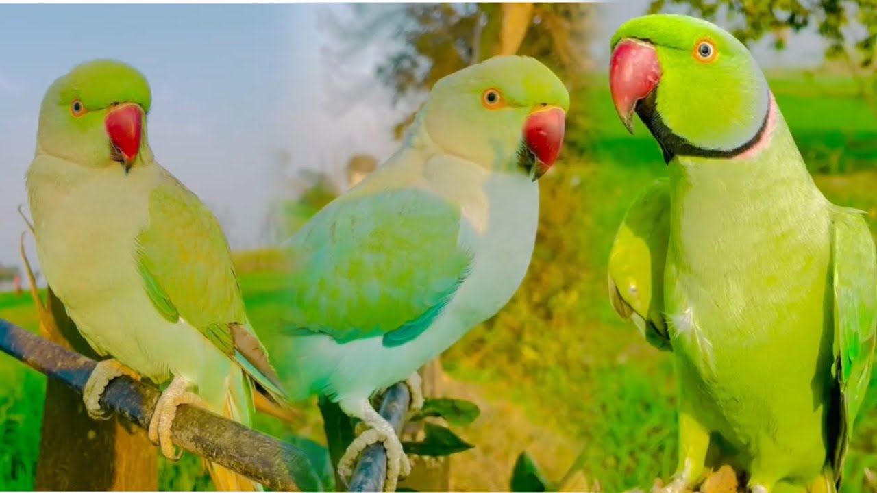 Blue Ringneck parrot singing parrot || Indian ringneck parakeet pet ...