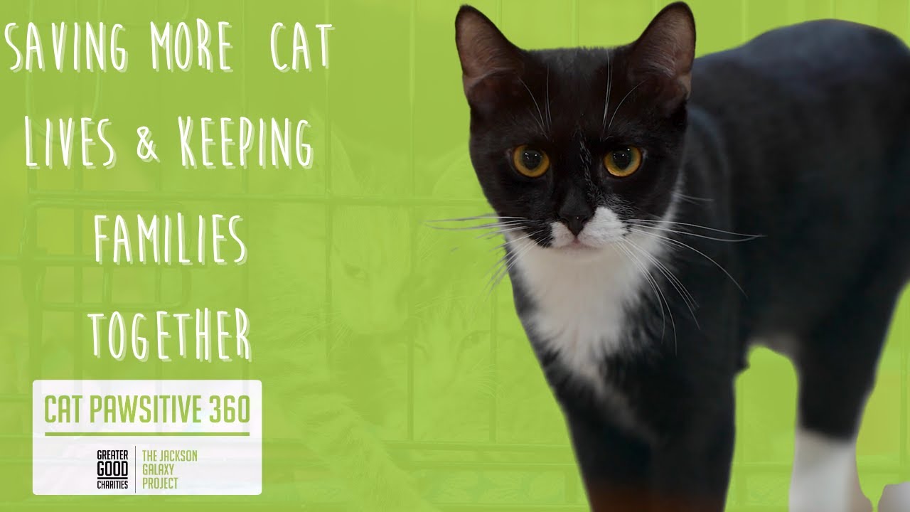 Helping Felines and Their Friends with Cat Positive 360 - YouTube