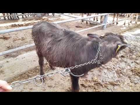 Manda yavrusu-Malak
