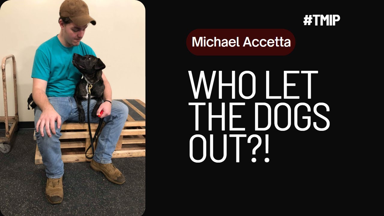 EP24: How to train your dog! Dog training 101 | Michael Accetta - YouTube