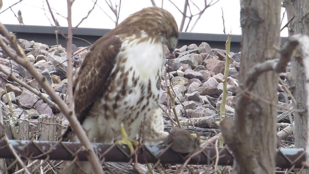 Hawk with Freshly Caught Rat in Chicago - YouTube