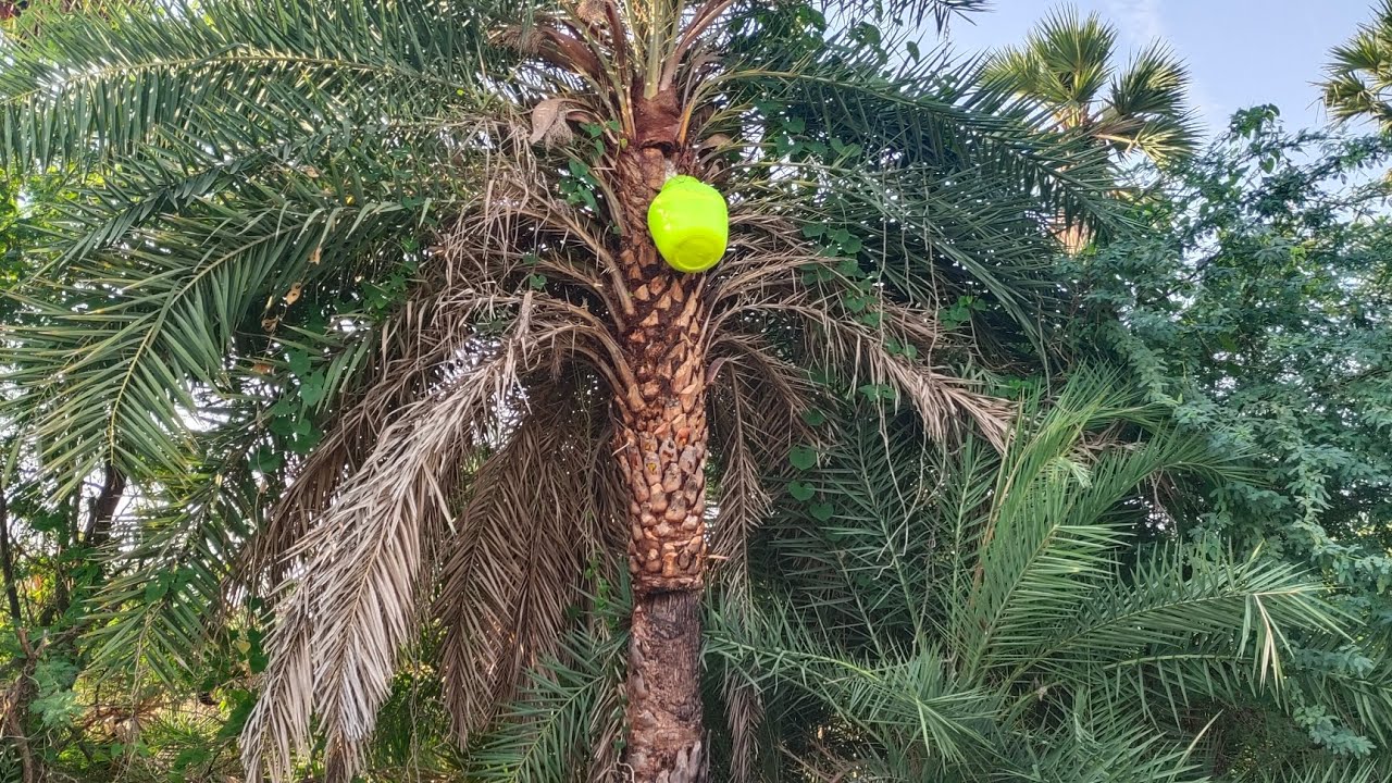 etha kallu #sampathraopalli #weepangandla #wanaparty #telangana # ...