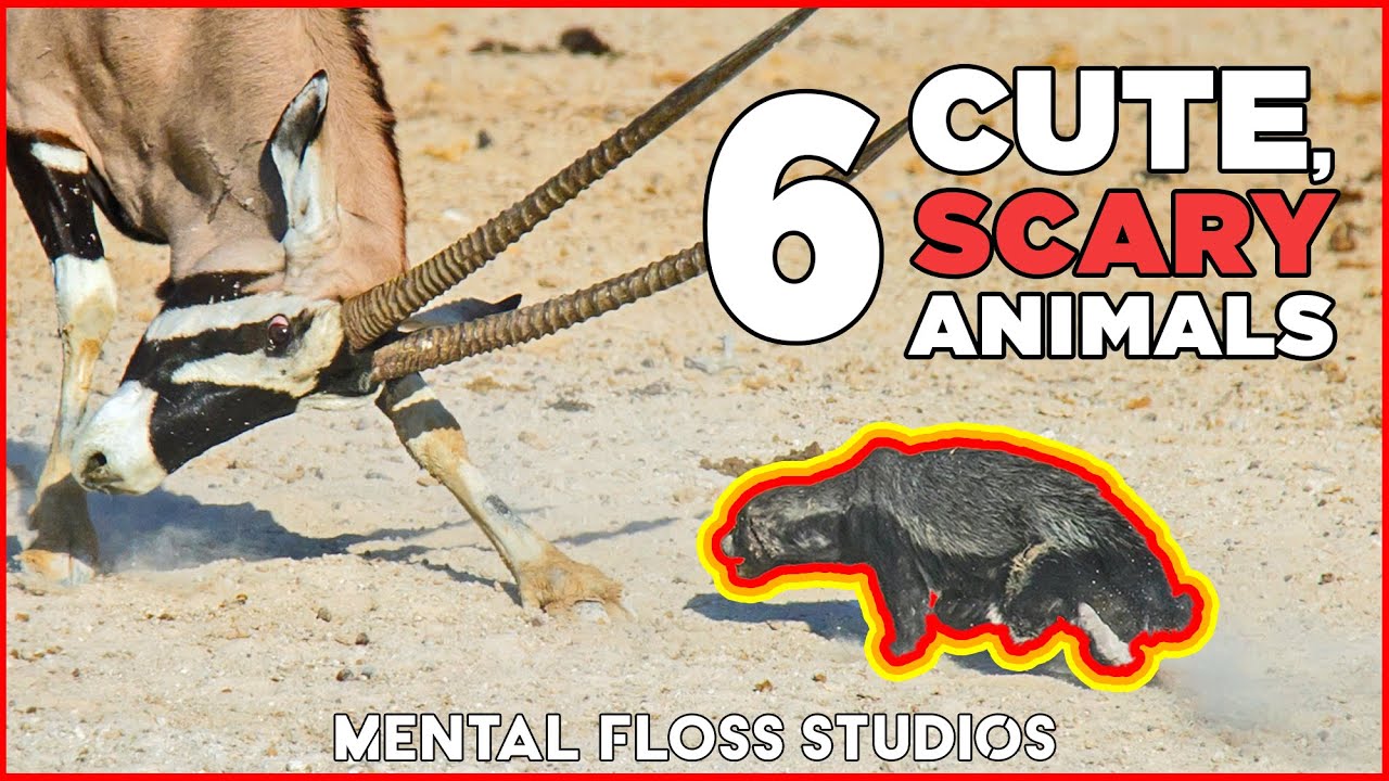 6 Adorable But Terrifying Animals - YouTube