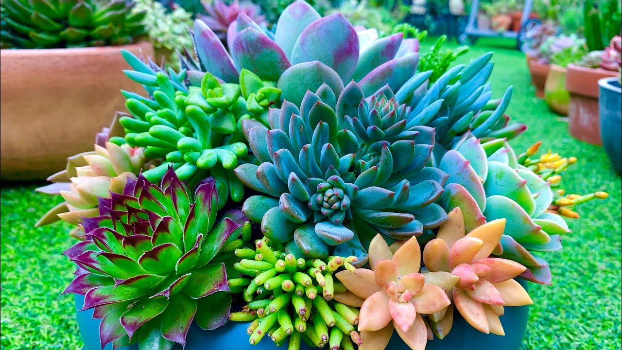 Multi- Layered Succulent Arrangement - YouTube