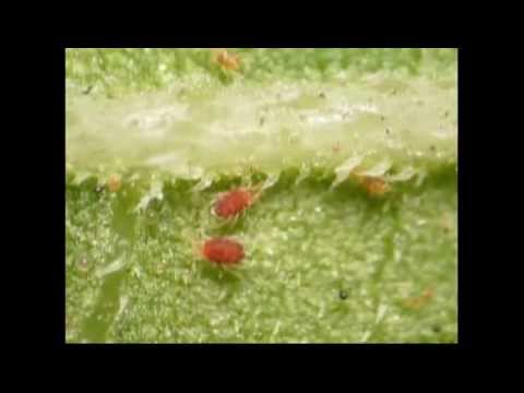 Tetranychus telarius - YouTube