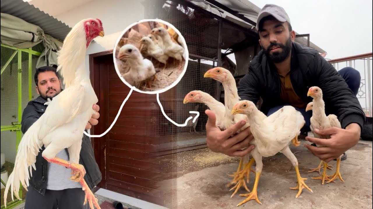 Growth of Shamo Chicks Berfore VS After, Hsn King Shamo Home Breed, How ...