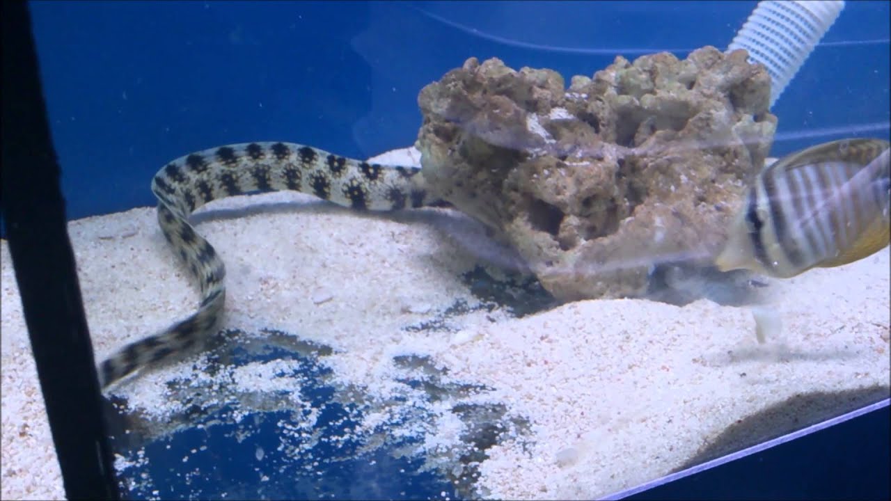 Snowflake eel feeding at Aquahome aquatics centre - YouTube