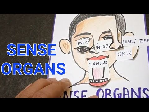 Tlm on Sense organs | TLM for primary school - YouTube