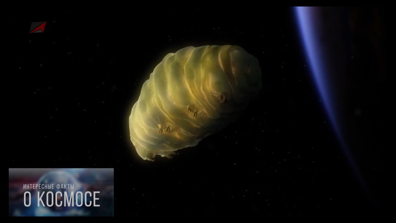 ТИХОХОДКА В КОСМОСЕ. Факты о космосе. - YouTube