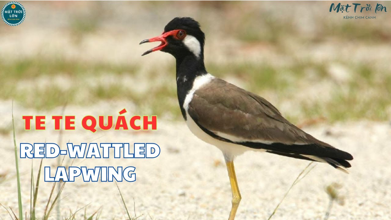 Chim Te te quách kêu | Te te quách Red-wattled Lapwing song นกกระแตแต้ ...