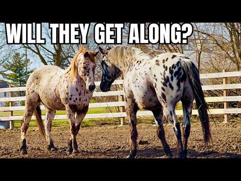 HERDENINTEGRATION! Meine beiden Appaloosa-Pferde treffen zum ersten Mal aufeinander!