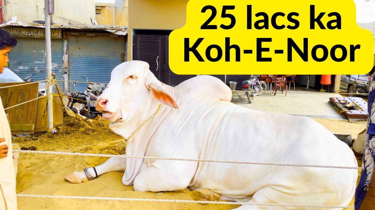 Spending A Day With The Most Expensive Koh-E-Noor | Dil Khush Kardiya Koh-E-Noor Ne | Burrak ...