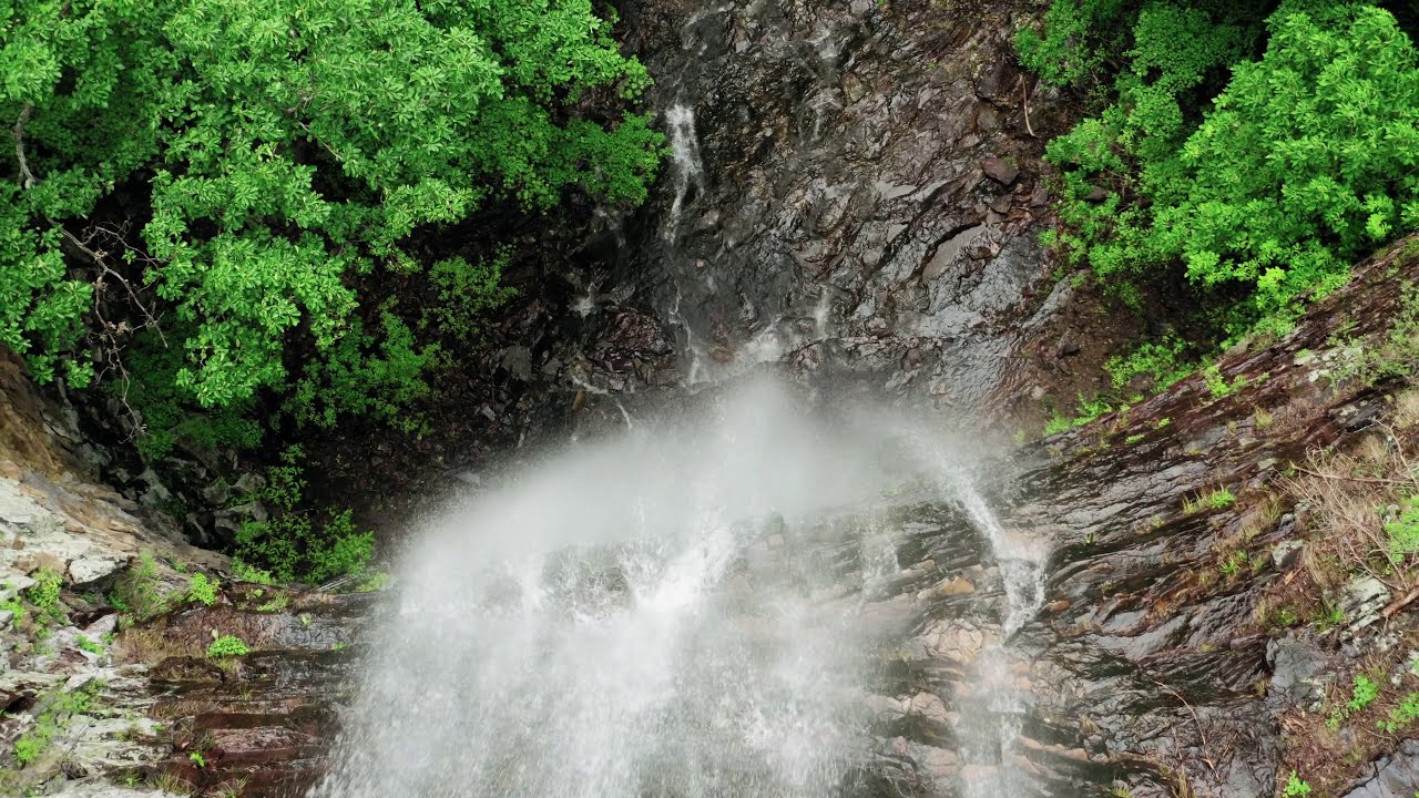 Copyright Free 4k Forest Backround Video Part-54 - YouTube