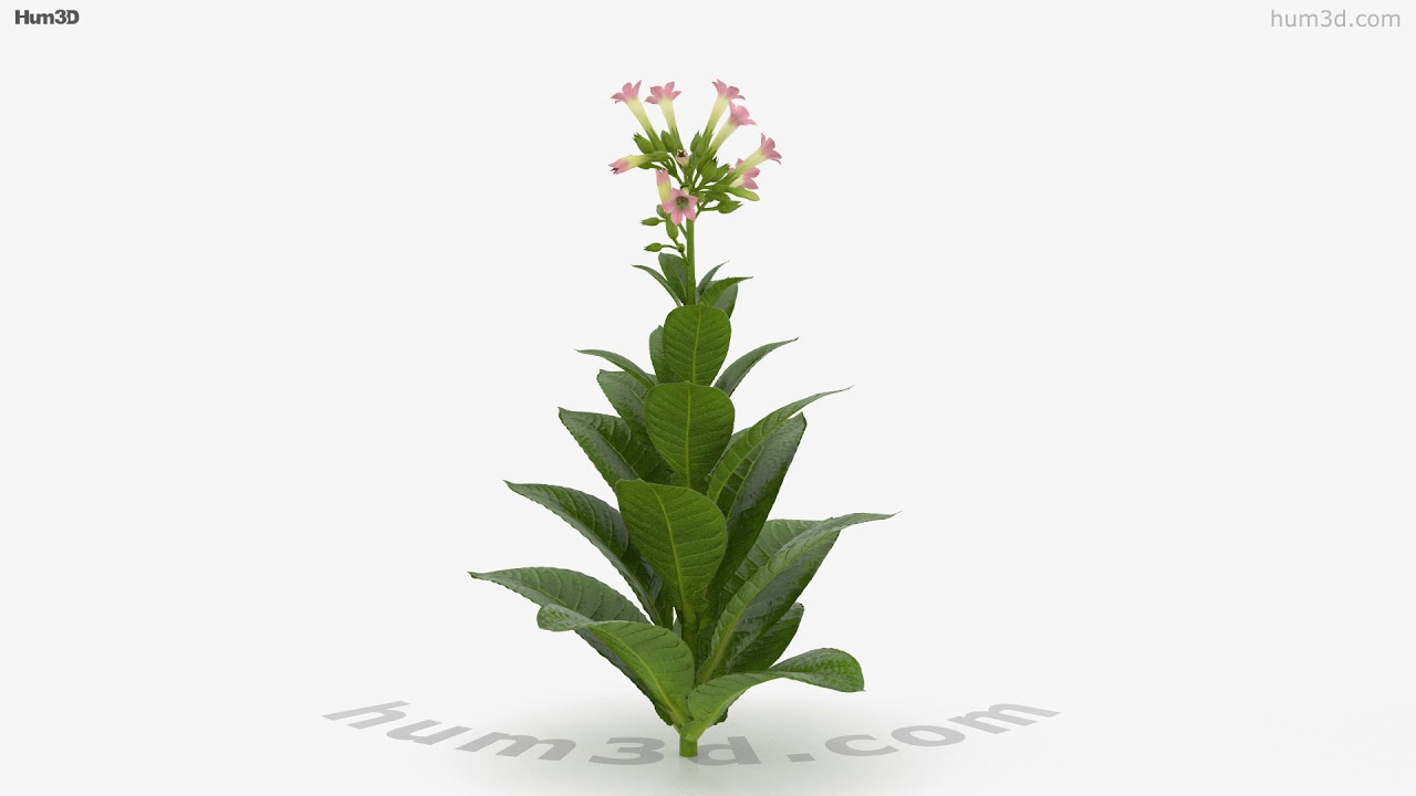 Tobacco Plant 3D model by 3DModels.org - YouTube