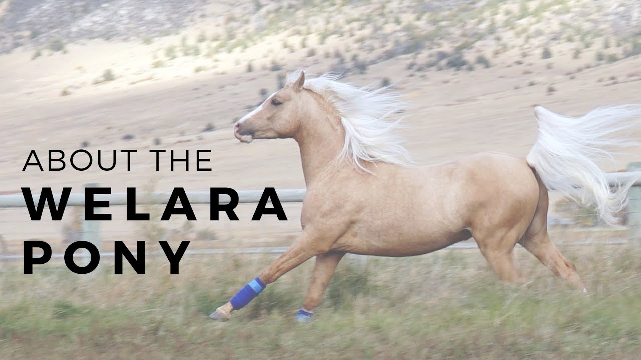 About the Welara Pony - YouTube