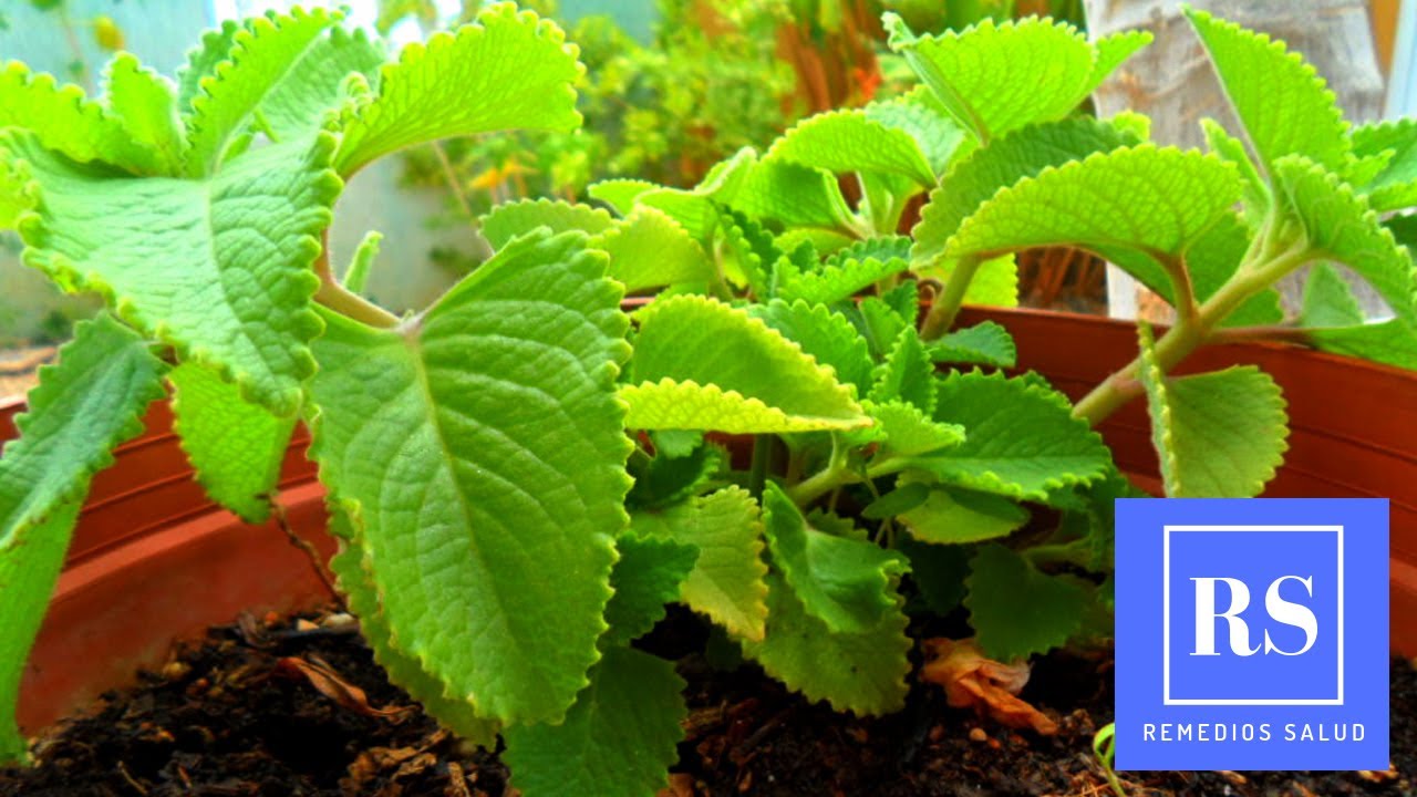 El Oreganón, orégano francés, menta mexicana u orégano indio ...