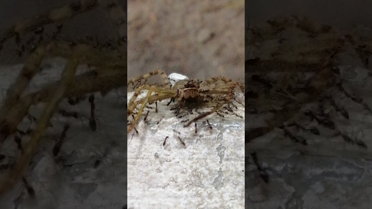 OMG ANG GIANT SPIDER BINUHAT SA MGA LANGGAM - YouTube