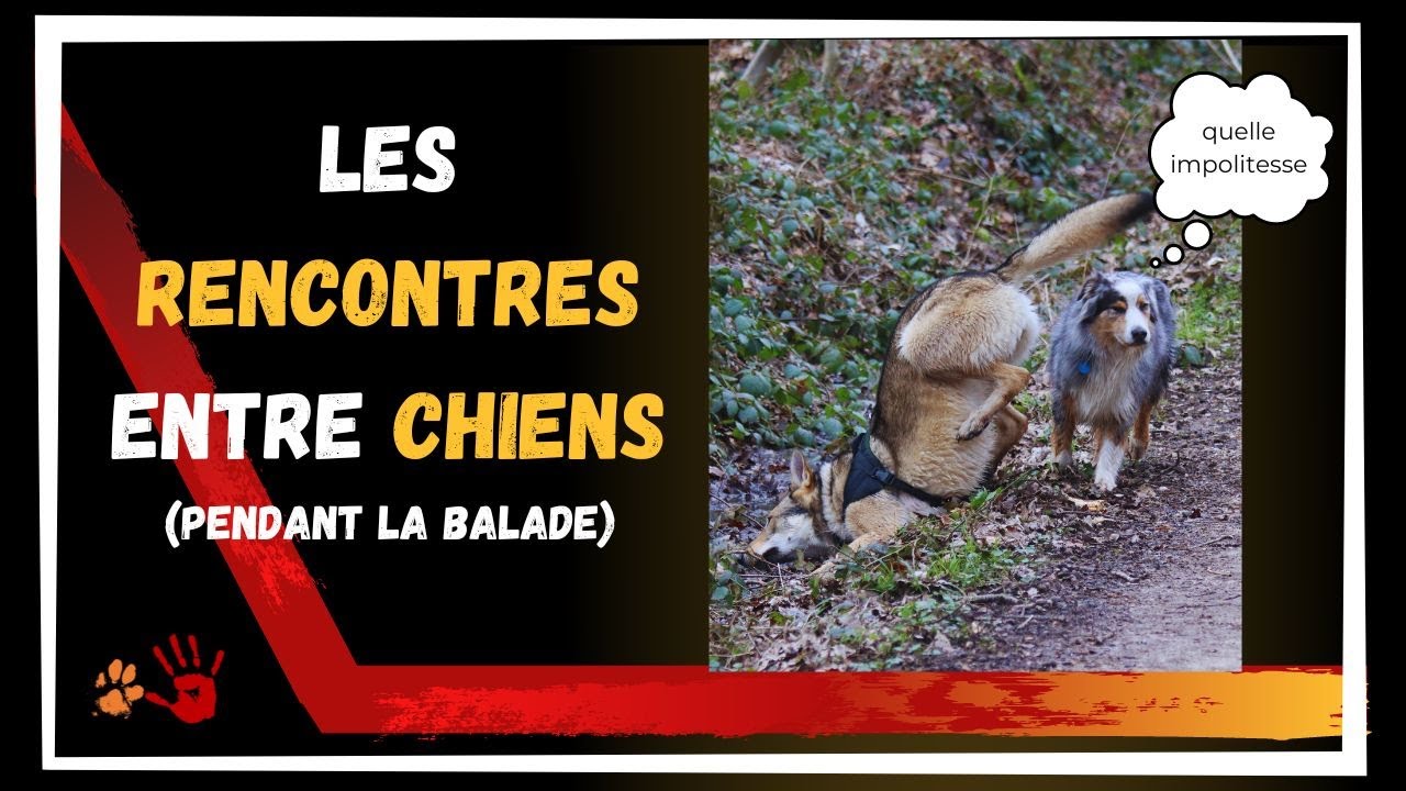 Comment Gérer Une Rencontre Entre Chiens? - YouTube