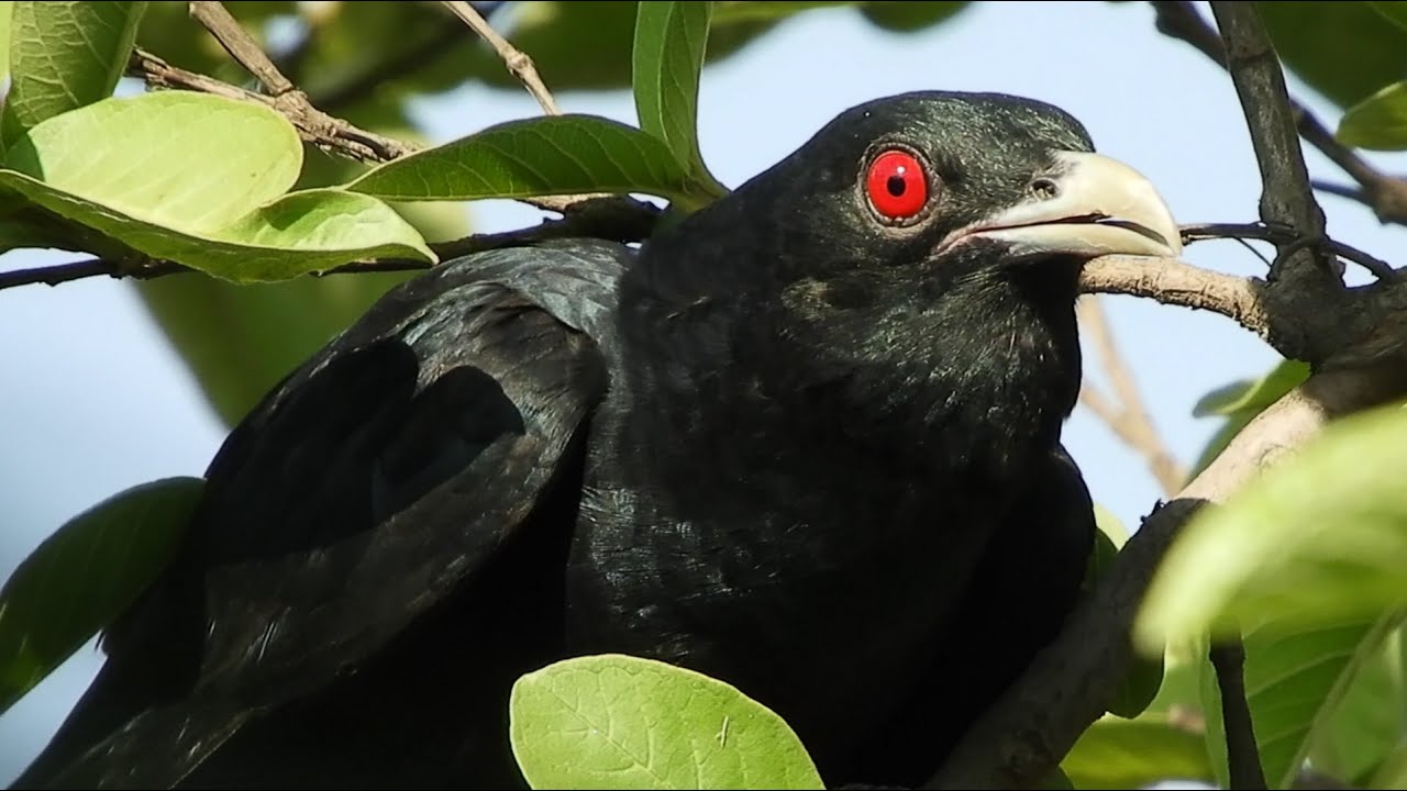 koel bird warning sounds| cuckoo bird alarming call sound - YouTube