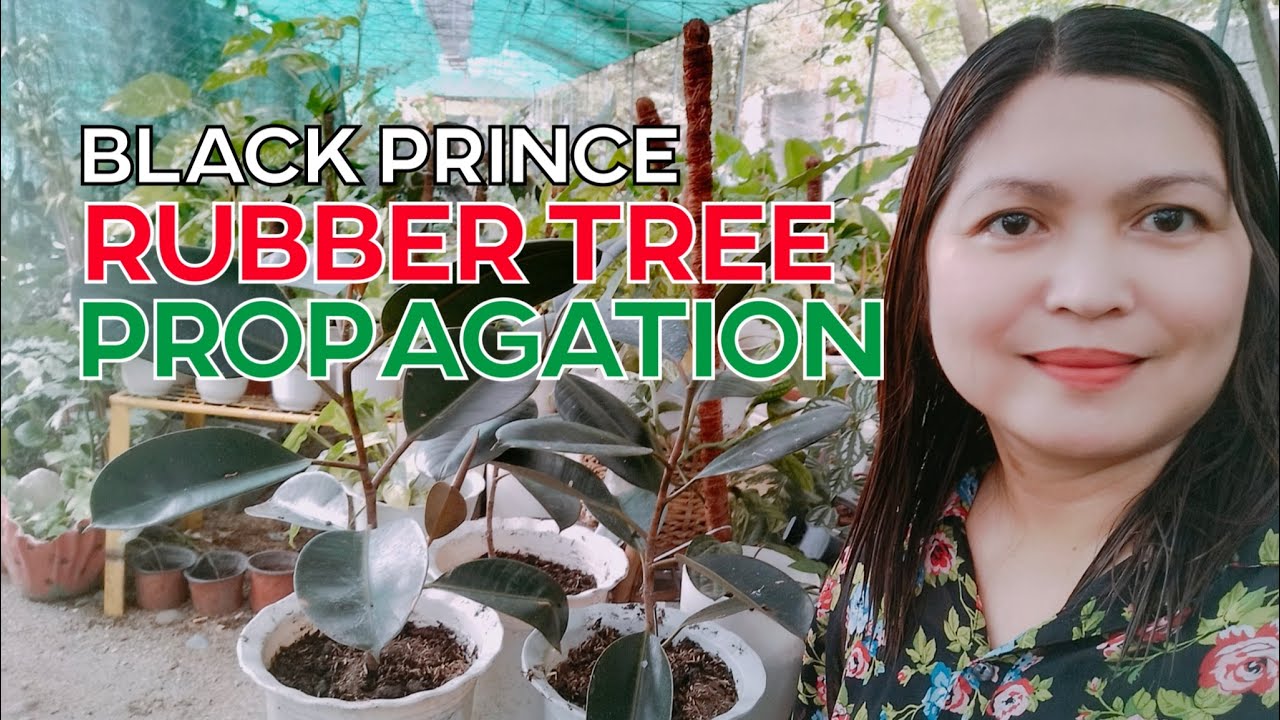 Vlog #23: Black Prince Rubber Tree Propagation - YouTube