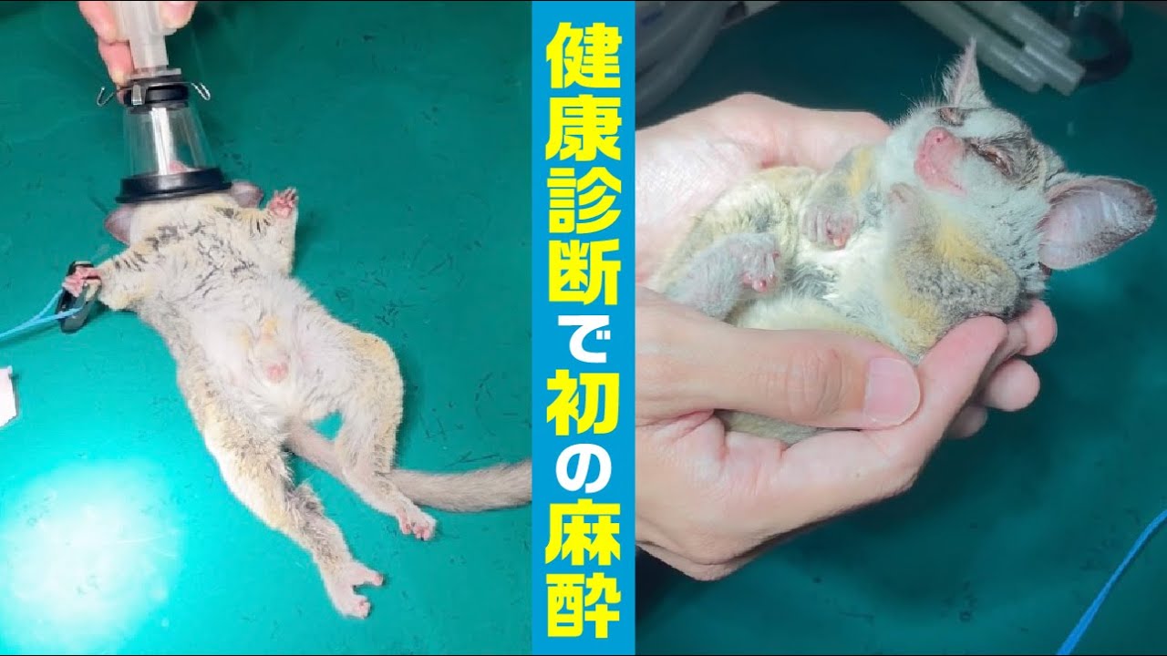 【ショウガラゴの健康診断】初めての麻酔と血液検査。その結果は... Monkey anesthesia and blood tests ...