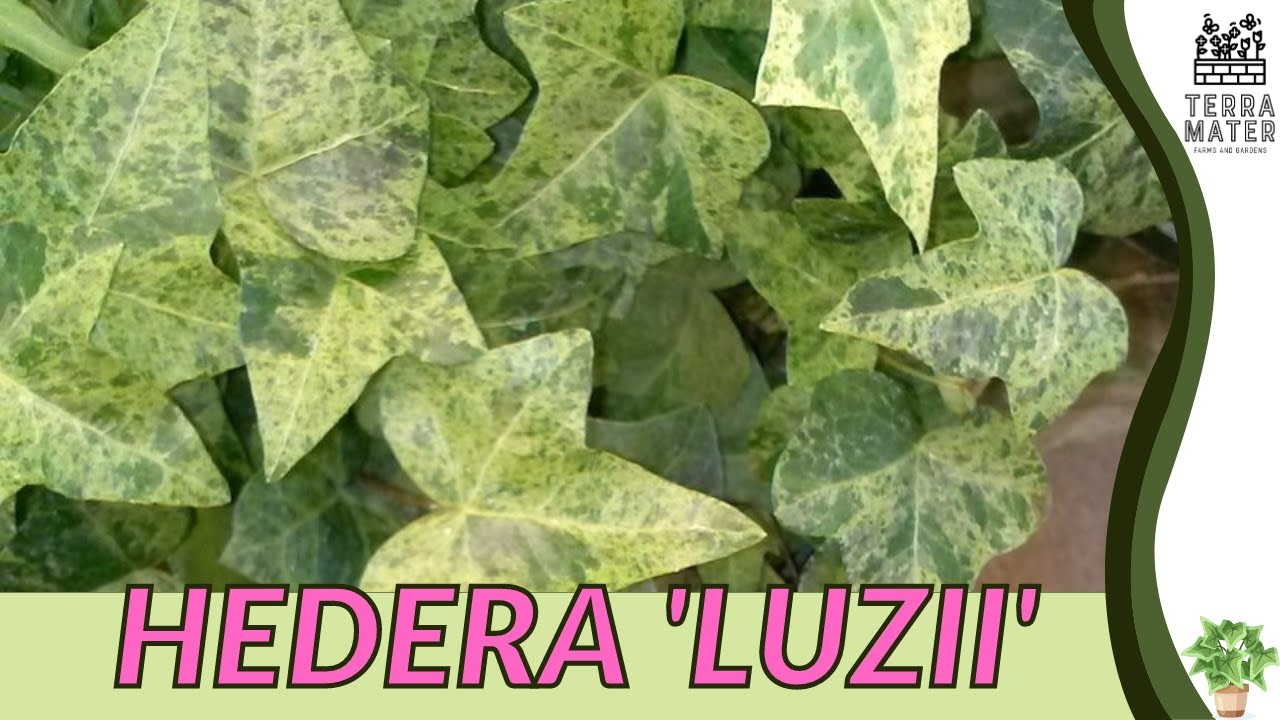 HEDERA 'LUZII': Care Guide and Tips for Stunning Ivy Varieties 🌿 ...