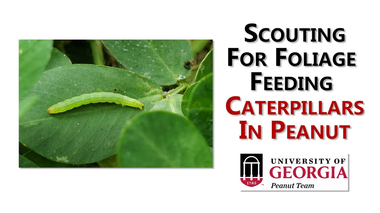 Scouting For Foliage Feeding Caterpillars in Peanut - YouTube