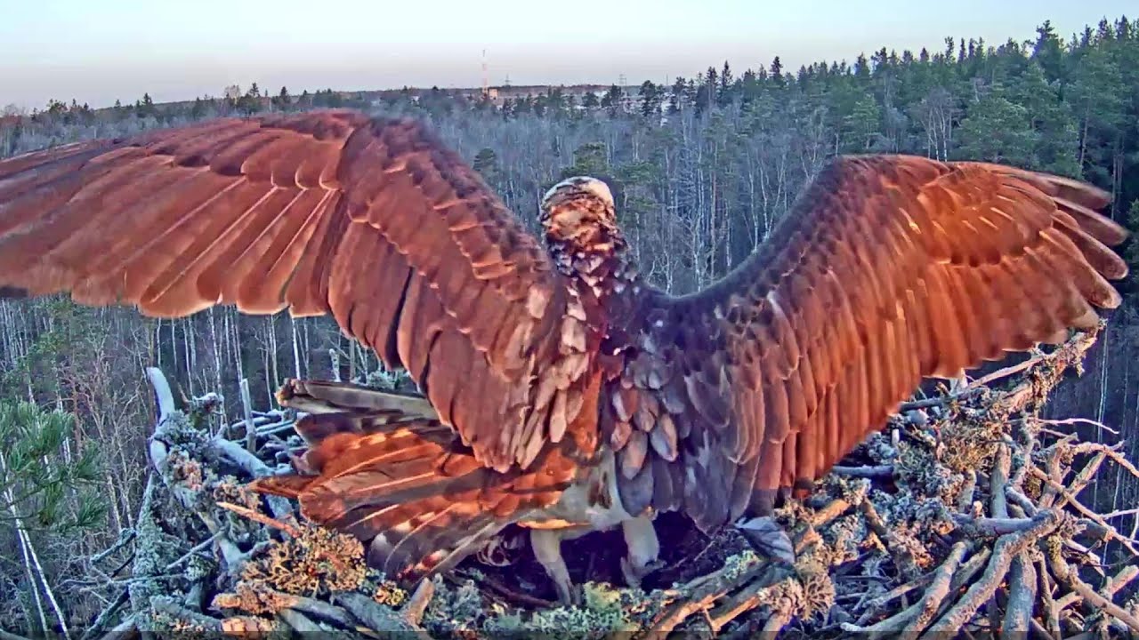 Kalakotkas~Mating in a beautiful light with frosty wings~6:35 am 2021 ...