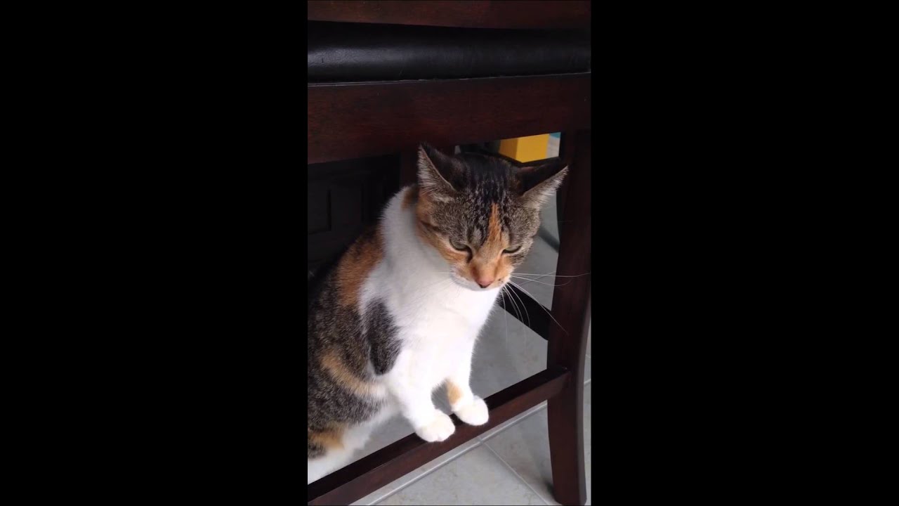 Cat Snorting - YouTube
