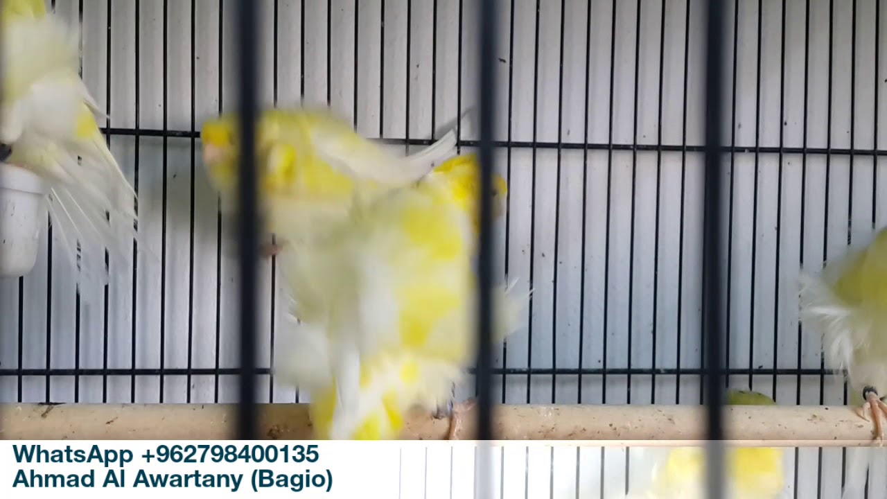 Canary Padovan كناري البادوفان - YouTube