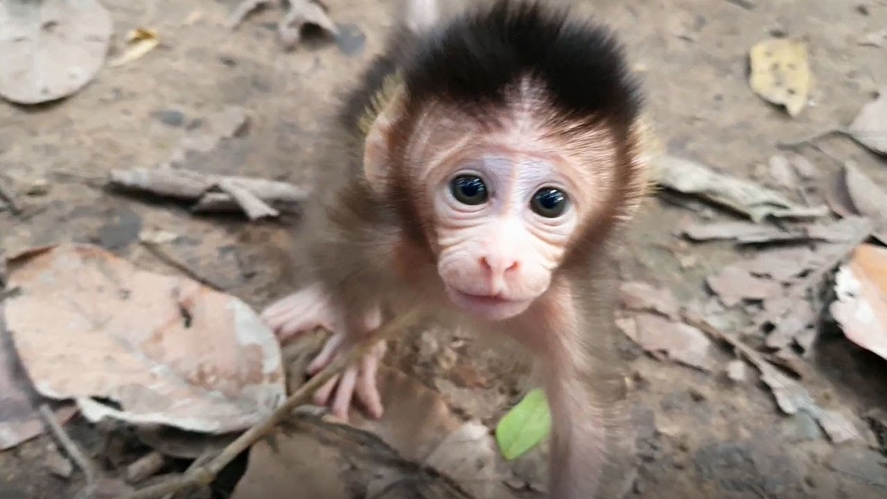 Baby monkey learn playing while mom eating - Wildlife Animal 140 - YouTube