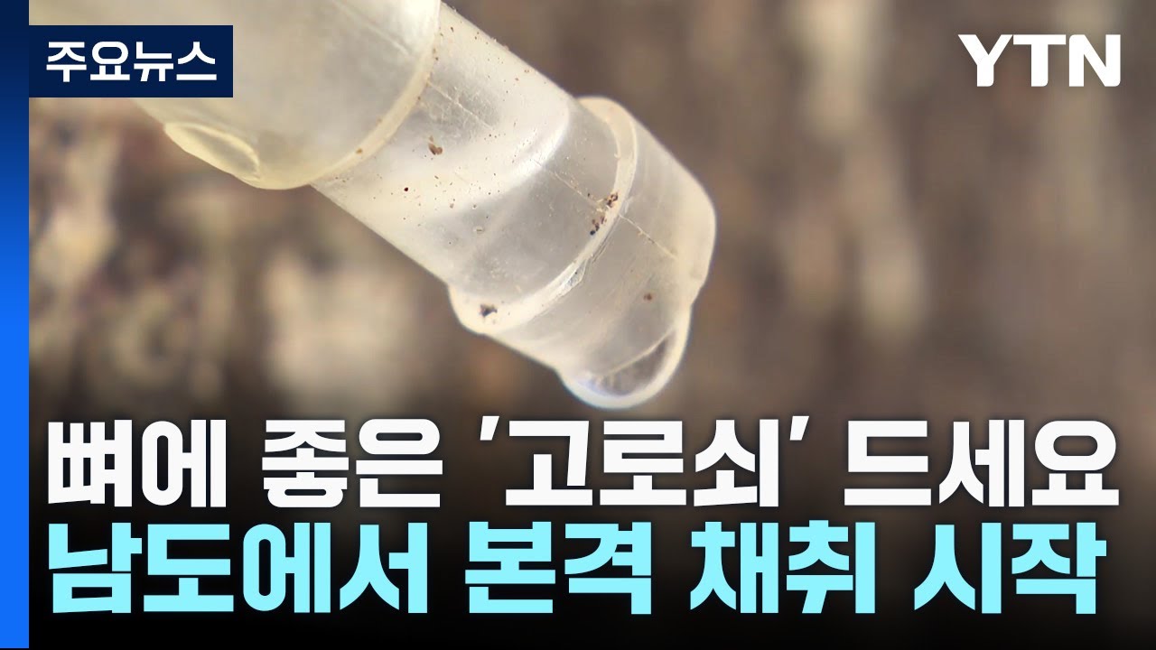 뼈에 좋은 '고로쇠' 드세요...남도에서 본격 채취 시작 / YTN - YouTube