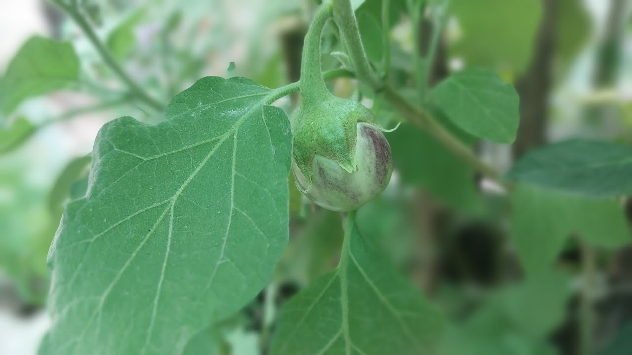 Bade black Baigan ka fal Hamare idhar bahut Achcha growth ho raha hai ...