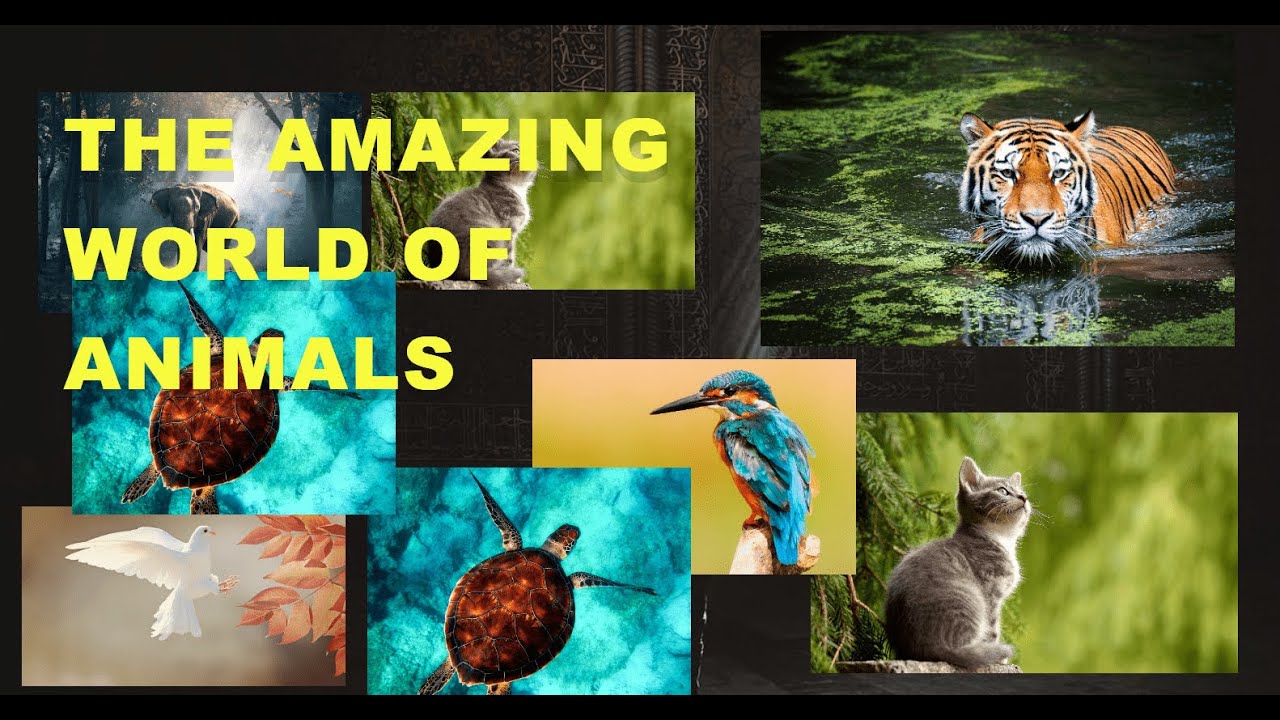 Unlocking The Amazing World of Animals: A Jaw-Dropping Journey! - YouTube