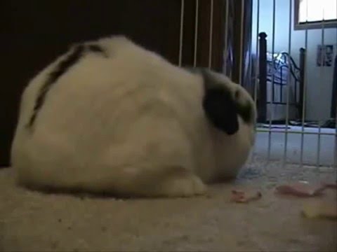 RABBIT LETS OUT AN EPIC FART - YouTube