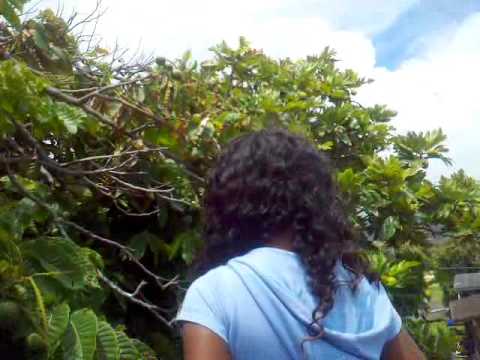 PICKING TAVA FRUIT WHILE STANDING ON THE ROOF!! - YouTube