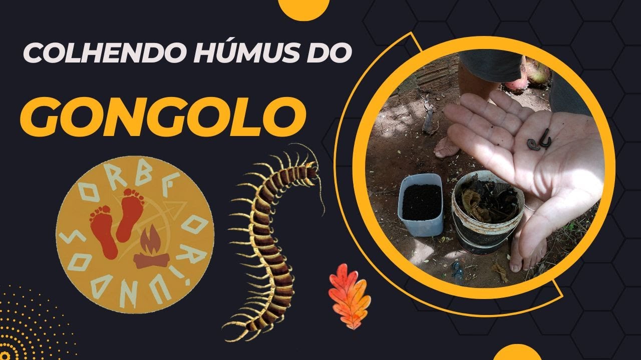 Colhendo o Húmus dos Gongolos da Mini Composteira - YouTube