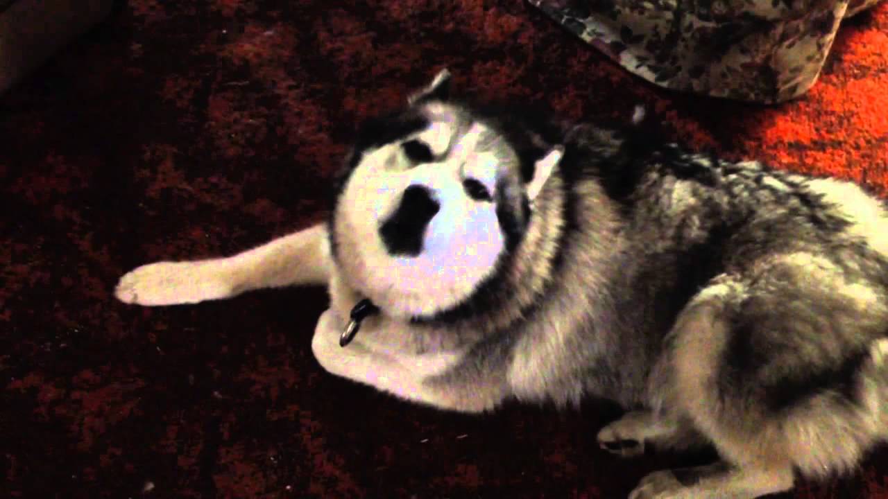 Siberian Husky Talking - YouTube