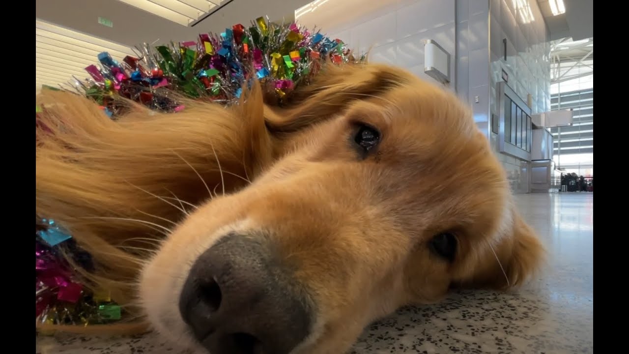 Meet Brixton the Therapy Dog from SFO's 'Wag Brigade' providing comfort ...