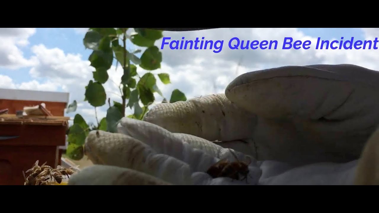 Fainting Queen Bee - YouTube