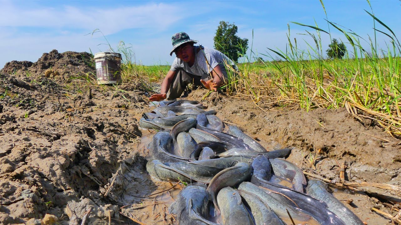 wow amazing fishing! a fisherman catch a lot of fish when dry season ...