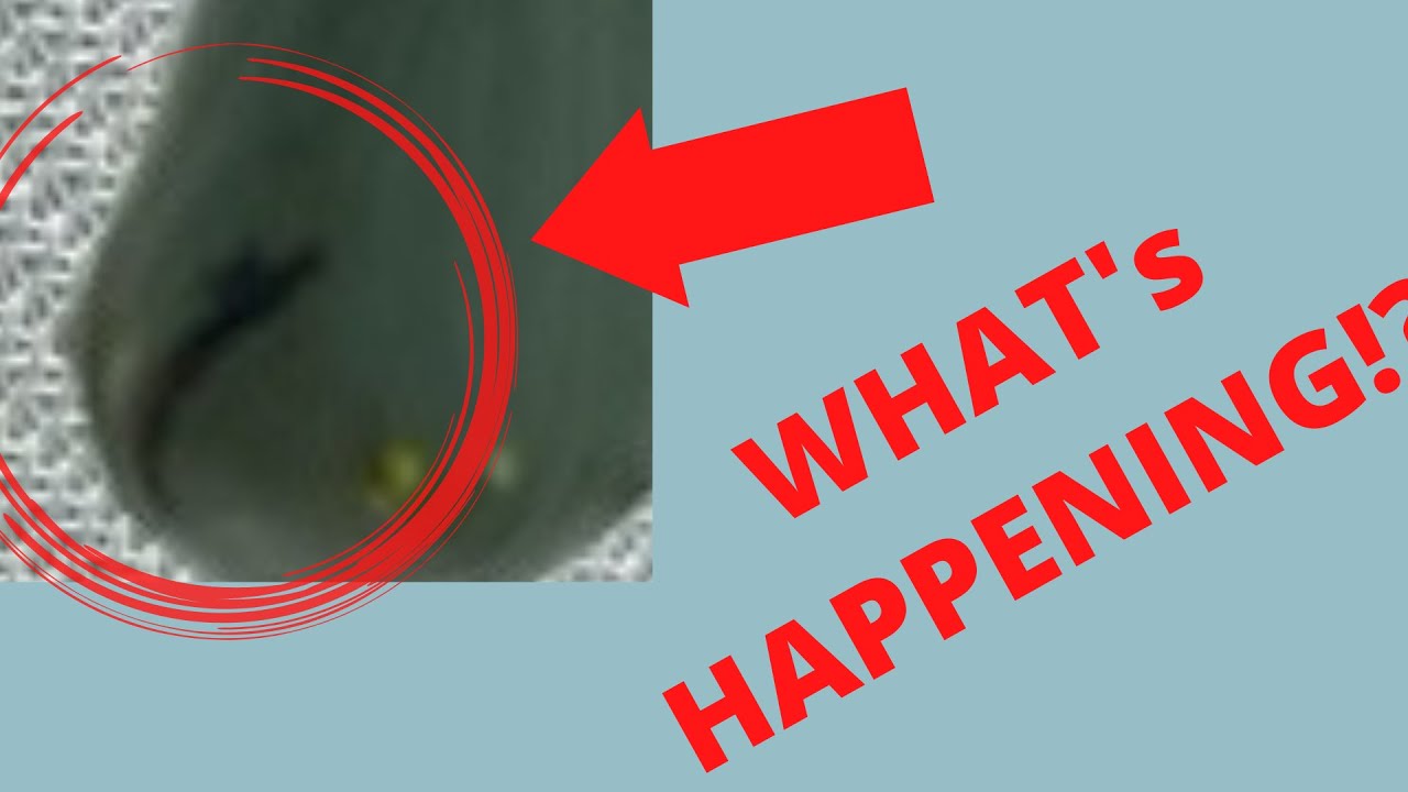 WHAT'S HAPPENING!?!? Black spot on the Monarch Chrysalis?... - YouTube