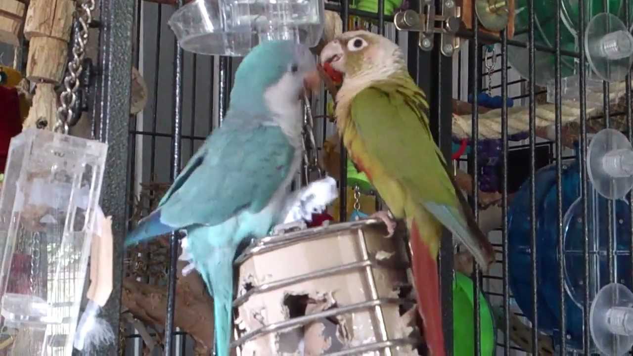 Parrots Fighting - Conure Kicking 720p - YouTube