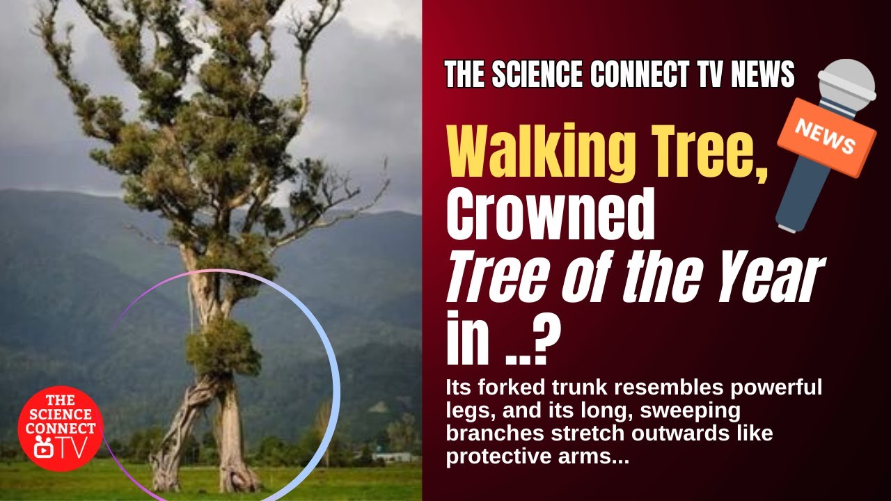 'Walking Tree' Crowned Tree of the Year in ... - YouTube