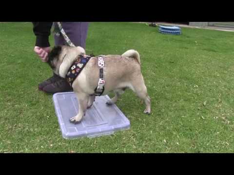Obstacle Course for Confidence Building - Puppy and Beginner Class ...