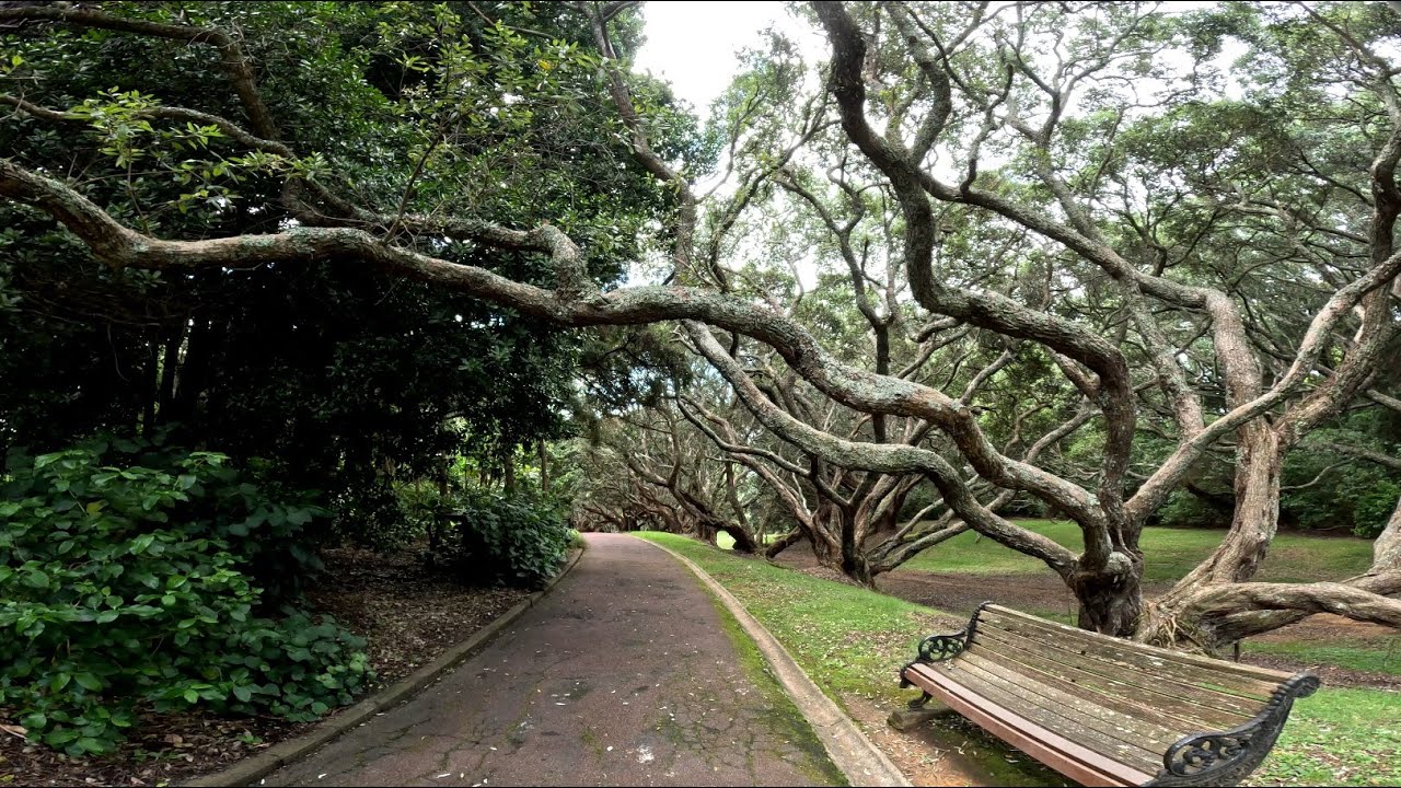 Lover's Walk 🌿💘 Auckland Domain 🇳🇿 #walk - YouTube