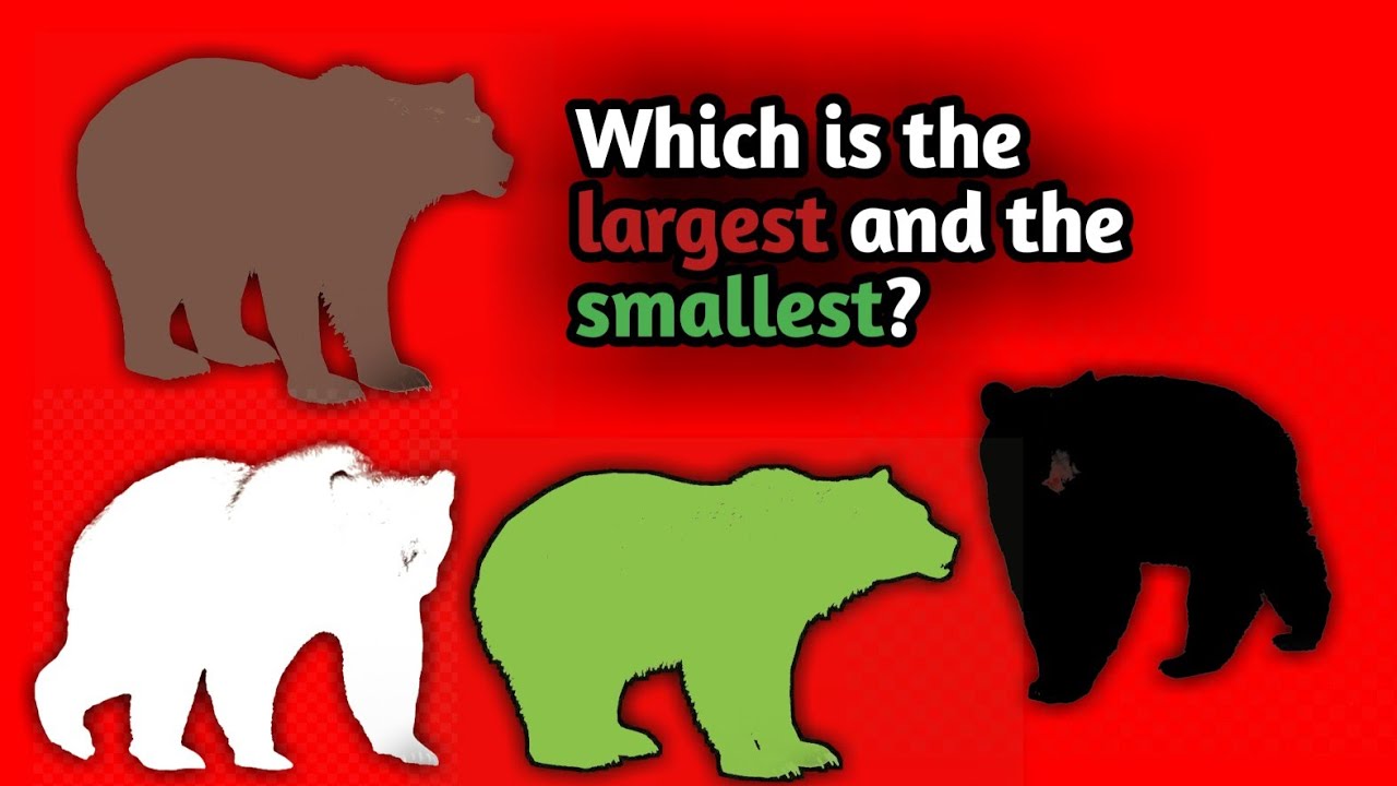Living Bears size comparison || Smallest to largest || Wild channel ...