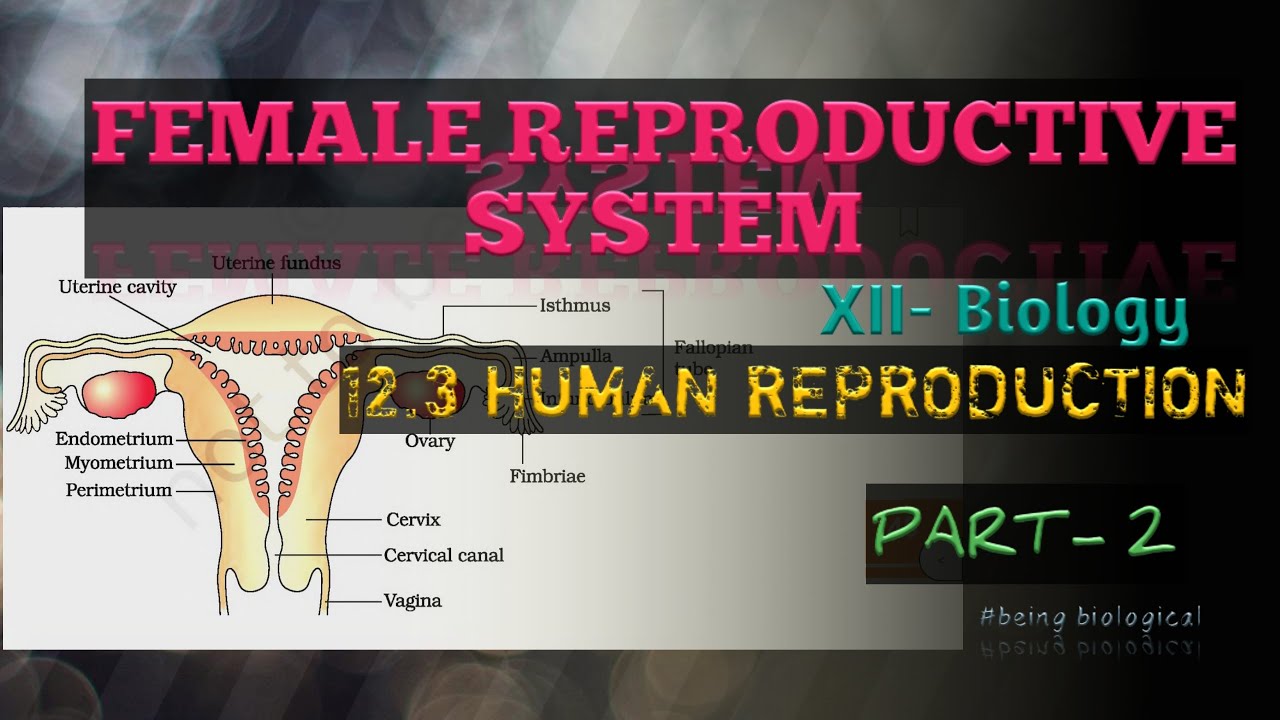 Female reproductive system | Class 12 biology- chapter 3- human ...