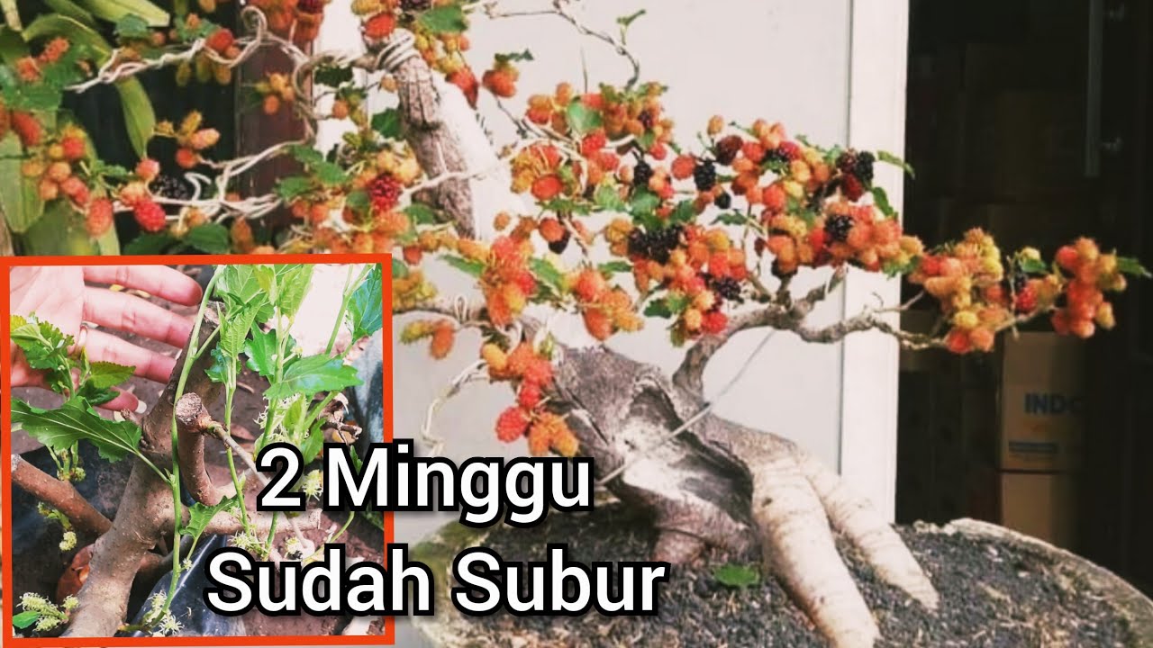 HASIL STEK BATANG BONSAI MURBEI USIA 2 MINGGU || BONSAI BUAH - YouTube